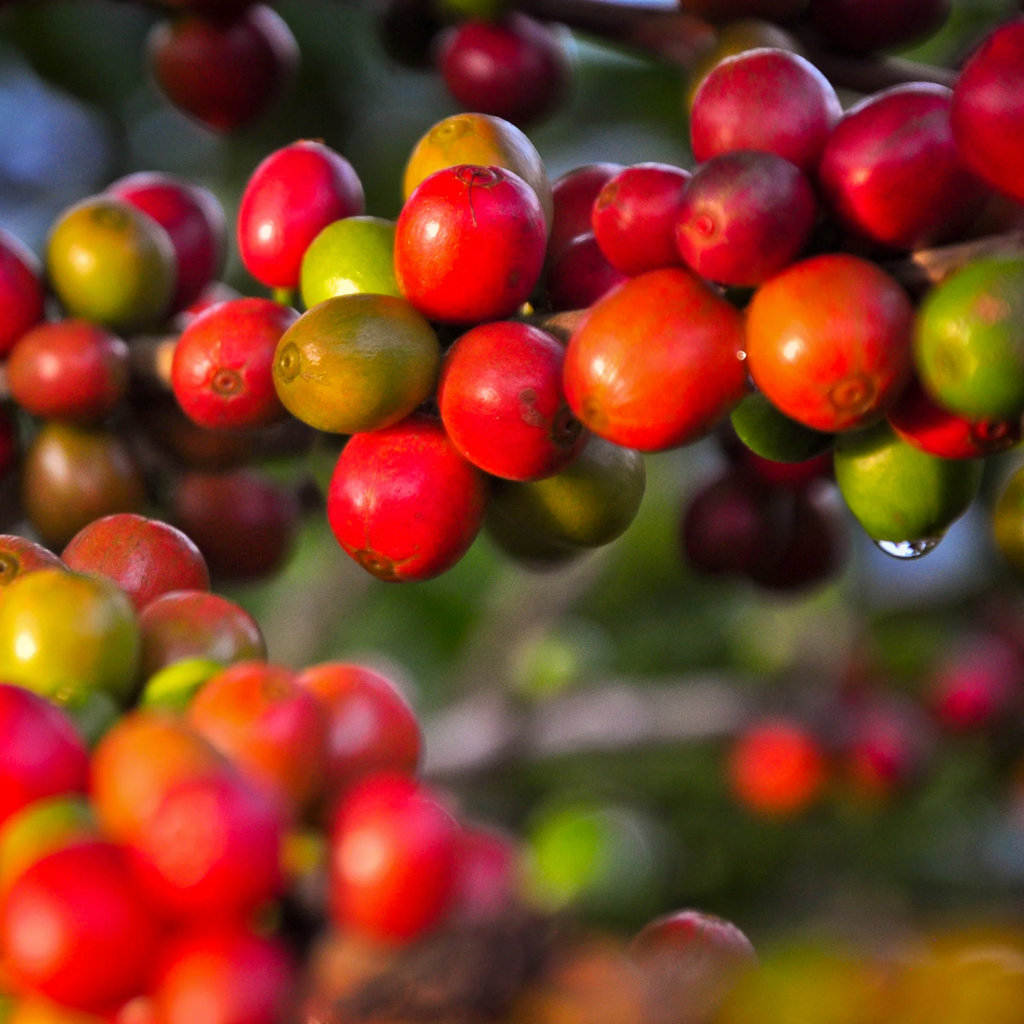 California Coffee Republic | Specialty Coffee Roaster | Moorpark, CA